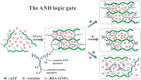 Colorimetric Logic Gates Based On Aptamer Crosslinked Hydrogels Pmc
