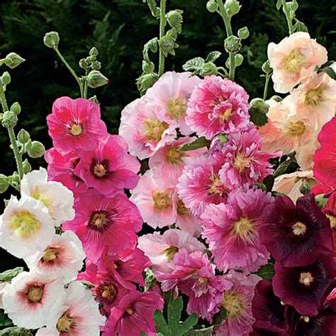 Hollyhock Indian Spring Mixed Colors Seeds English Cottage Garden