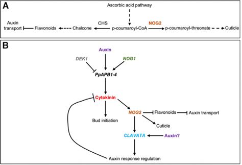 No Gametophores 2 Is A Novel Regulator Of The 2d To 3d Growth Transition In The Moss