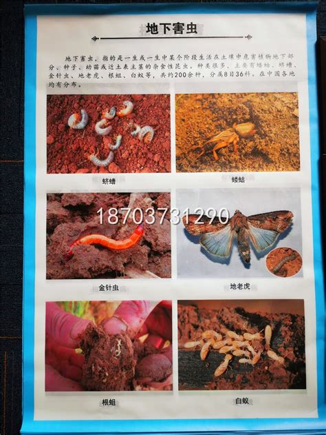挂图 产品中心 河南智学教育装备有限公司