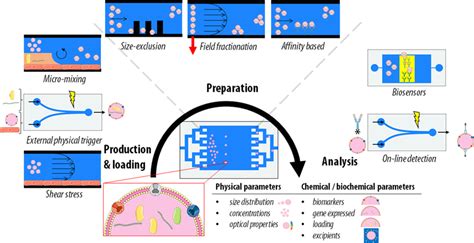 Work Flow Of Extracellular Vesicles Ev Bioproduction And Where Download Scientific Diagram