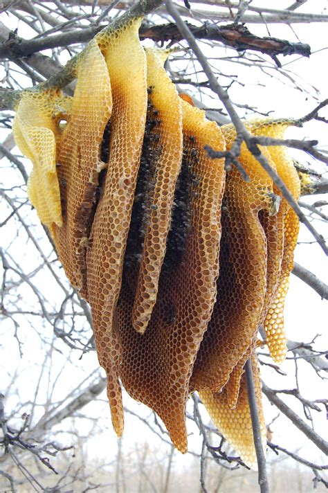 Natural Beehive