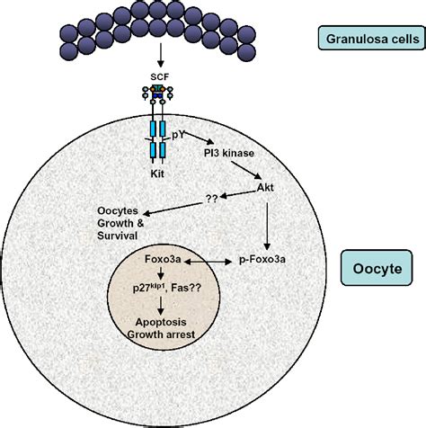 Figure 4 From Stem Cell Factor Scf Kit Mediated Phosphatidylinositol 3 Pi3 Kinase Signaling