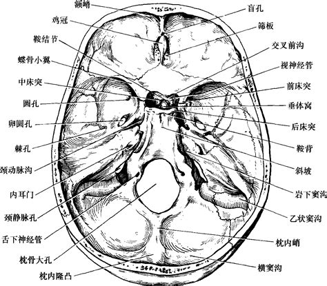 颅底 内面观 外科解剖学 医学