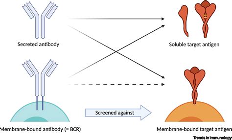 Single B Cell Technologies For Monoclonal Antibody Discovery Trends In