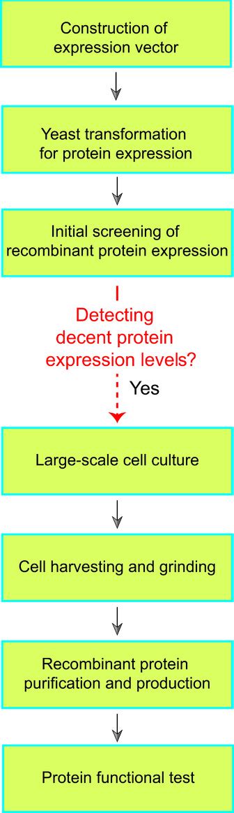 Catolic Scurgere Guler Protein Expression And Purification Agitaţie Major Îmbogăţi