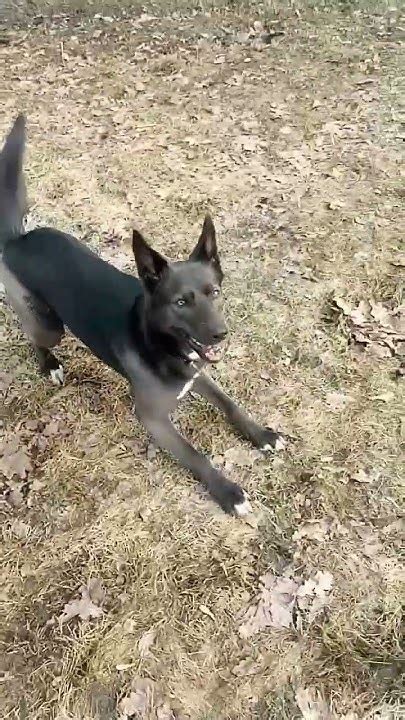 Раздолье у любимой бегай не хочу питер собакадругчеловека панда