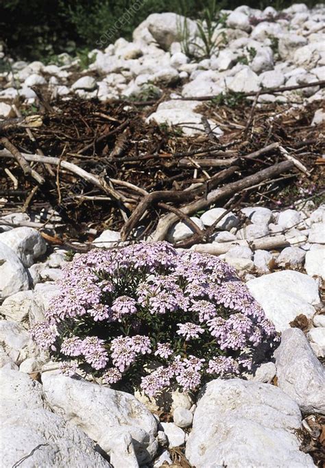 Pruits Candytuft Iberis Pruitii Stock Image C0029282 Science