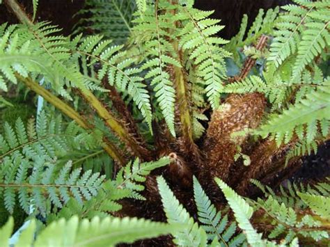 B T M C Ng D Ng Ch A B Nh C A C Y L Ng Cu Li