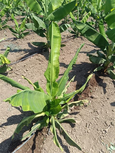 🚨 Recognizing And Managing Banana Bunchy Top Virus Bbtv