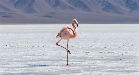 A Solitary Andean Flamingo In The Salar De Atacama Chile A Stunning