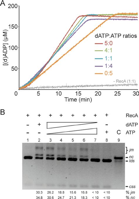 Limiting Datp Concentrations Facilitate Reca ⅐ Atp Npf Formation And Download Scientific