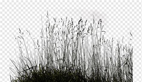 Grass Illustration Ornamental Grass Lawn Gallery Tall Grass Branch