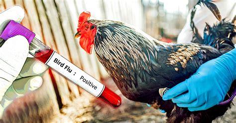 Us Bankrolling Creation Of Deadlier More Contagious Bird Flu Strains