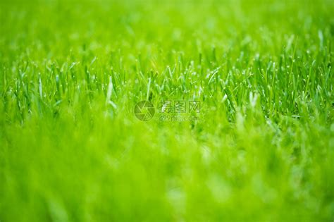 露珠中的绿草高清图片下载 正版图片505497154 摄图网