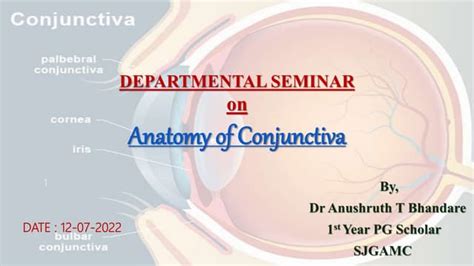 Anatomy Of The Conjunctiva Pptx