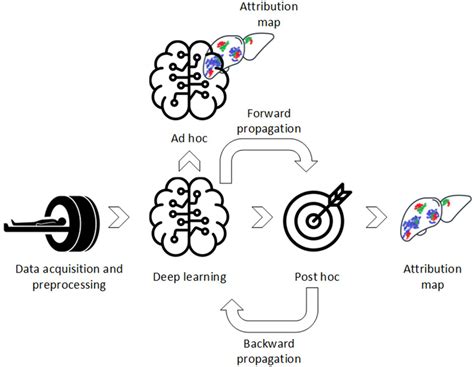 Conceptual Difference Between Post Hoc And Ad Hoc Xai Methods