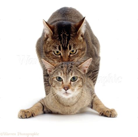 Cats Mating Photo Wp15755