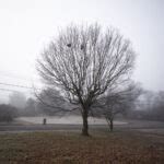 When To Prune Maple Trees Optimal Times Pond Informer