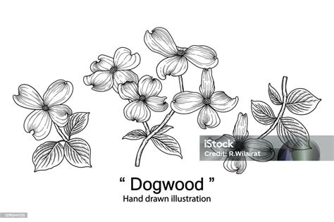 스케치 플로럴 장식 세트 도그 우드 꽃 그림 흰색 배경에 고립 된 검은 색 라인 아트 손으로 그린 식물 삽화 요소 벡터입니다 0명에 대한 스톡 벡터 아트 및 기타 이미지