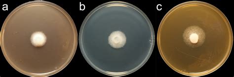 Phytophthora Rubi Idphy