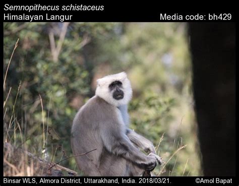 Semnopithecus Mammals