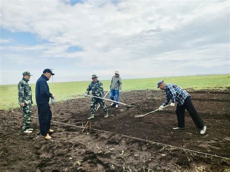 呼伦贝尔市林业和草原局完成2023年国家草品种区试种植任务澎湃号·政务澎湃新闻 The Paper