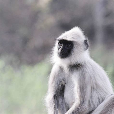 Sriram Venkat On Linkedin Gray Langur😍😍😍looks Cute