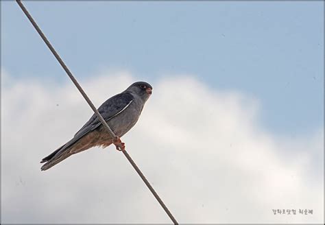 비둘기조롱이 Ghtv