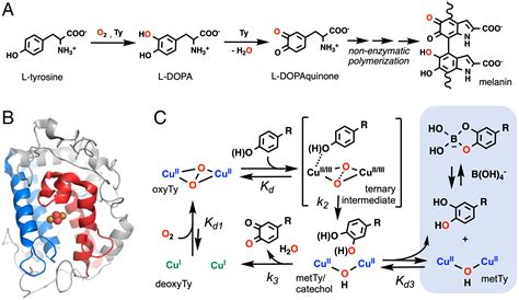 Tyrosine To Melanin Pathway