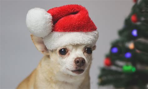 빨간 산타 크리스마스 모자를 쓴 갈색 짧은 머리 치와와 개는 크리스마스 트리와 빨간색과 녹색 선물 상자가 있는 흰색 배경에 앉아 있습니다 12월에 대한 스톡 사진 및 기타