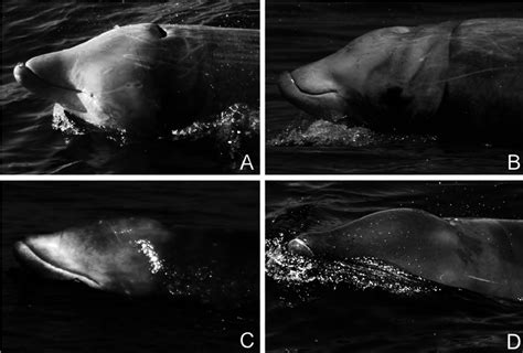 Example Of Specimens Assumed To Belong To The Four Age Sex Classes Of Download Scientific