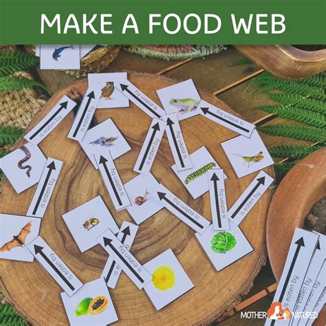 Make A Food Web Kit Food Web Activity Food Web Game Food Web Cards Food