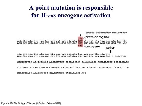 Chapter 4 Cellular Oncogenes — 4 2