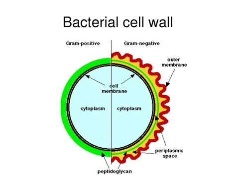 What Is Bacterial Cell Wall Made Of At Carlos Pratt Blog