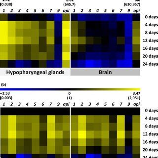 Heat Map Of Relative Transcript Abundances In The Hypopharyngeal Glands