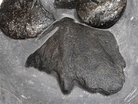 Rare Devonian Primitive Placoderm Armored Fish Skull With Goniatites In Concretion F160 Time