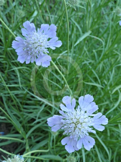 Lomelosia Graminifolia Pincushion Flower Grass Leaf Scabiosa