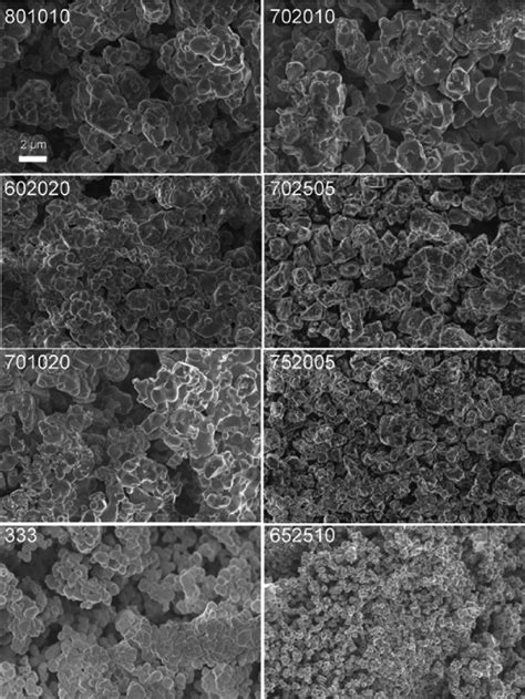 Scanning Electron Microscopy Pictures With A Scale Bar Of 2 Lm For Download Scientific