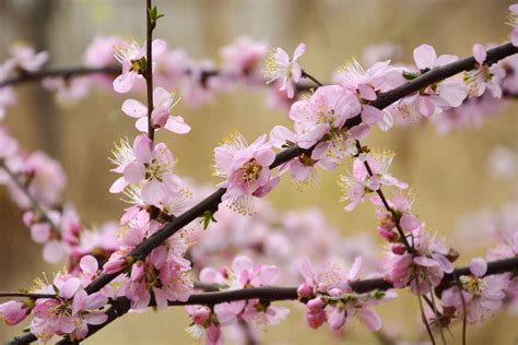 桃花外貌 桃花 第3页 大山谷图库