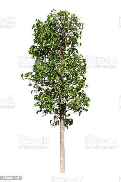 흰색 배경에 고립 된 큰 나무 큰 나무 데이터베이스 태국 열대 나무 고립 된 디자인에 사용되는 아시아 자연의 식물원 조직 요소