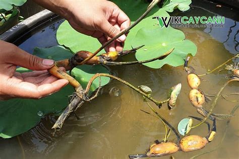 C Ch Tr Ng Sen Trong Ch U T I Nh Wiki C Y C Nh