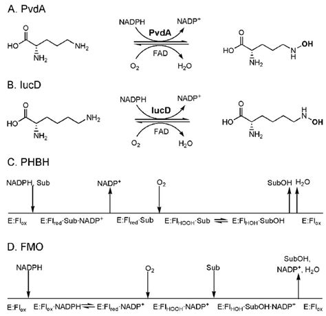 Biochemical Characterization Of An Fad Dependent Monooxygenase The