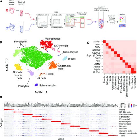 Scrna Seq Analysis Of Cardiac Non Myocytes Reveals Major Cardiac Cell