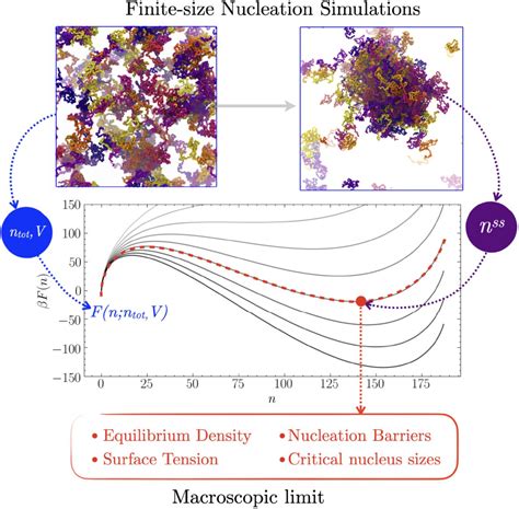 Nucleation Of Biomolecular Condensates From Finite Sized Simulations Biorxiv