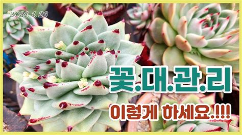 240126 다육스케치 ㅣ 키핑장 풍경 ㅣ 다육이 키우기 ㅣ다육이 꽃대 관리 Youtube