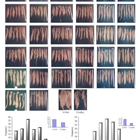 Genetic Variability Of Root System And Quantitative Traits Of Mapping