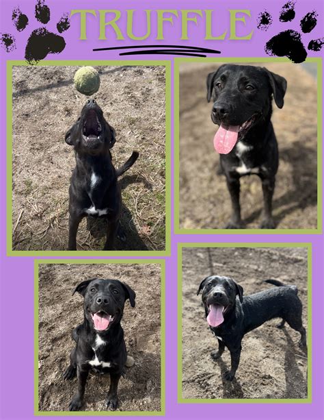 Lapeer Adopted Truffle Our Social Butterfly 🦋 Truffle Does