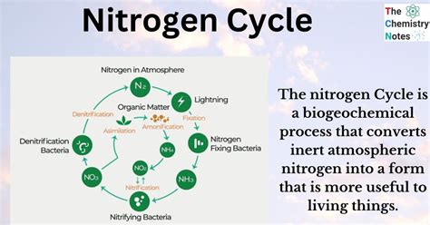 Nitrogen Cycle Definition 5 Cycle Steps Importance