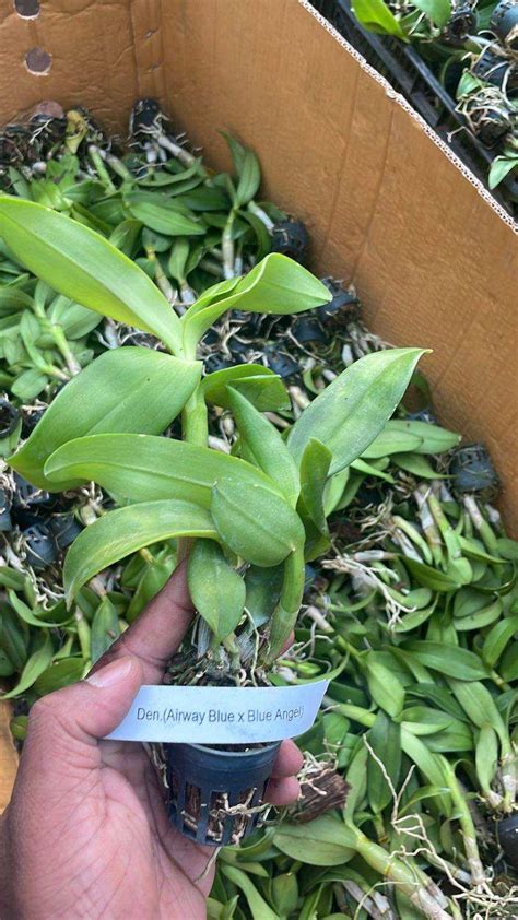 Dendrobium Airway Blue X Blue Angel Myplanto